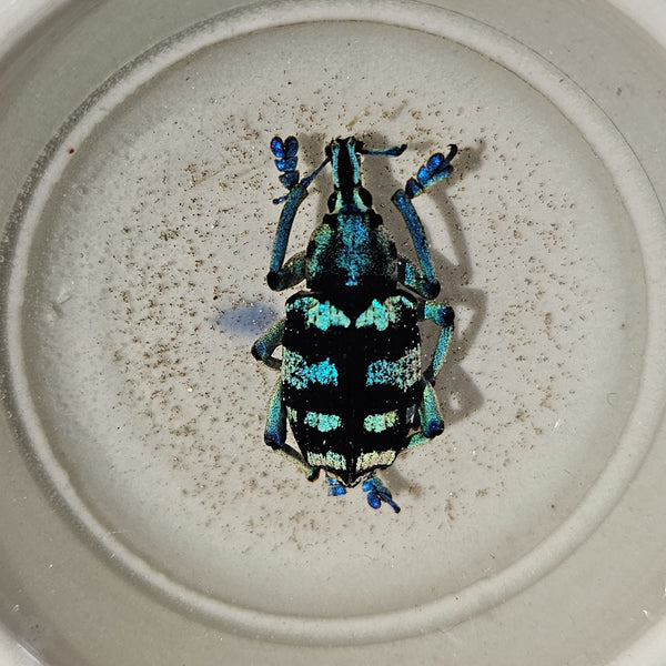 Alea Mae, Americano Invitational 2024 – CLAYAKAR